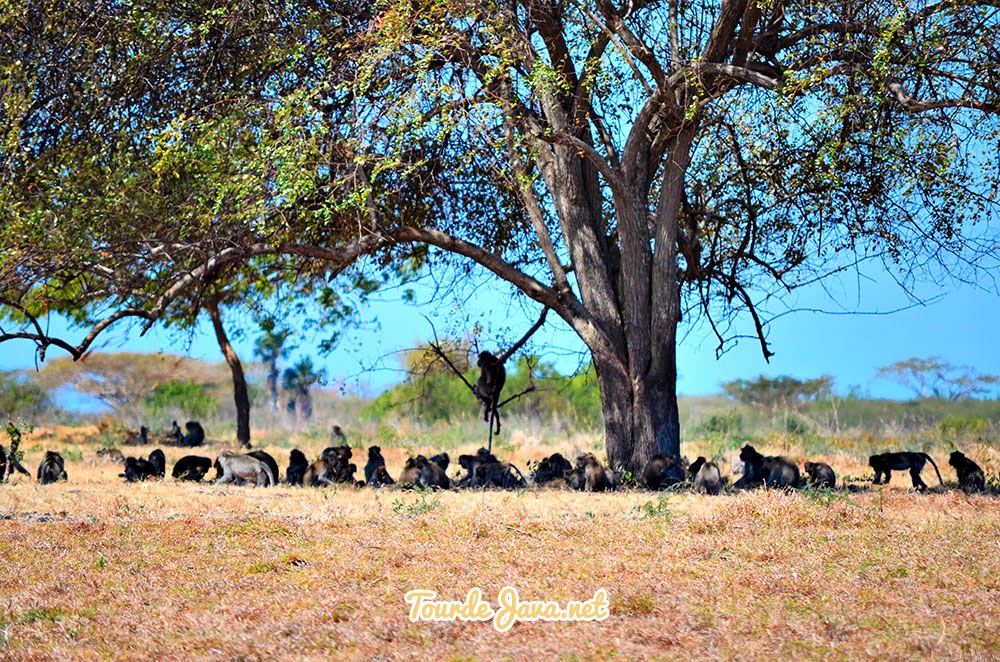 Lengkapi Petualangan Anda di Savana Baluran | Wisata Pulau Jawa