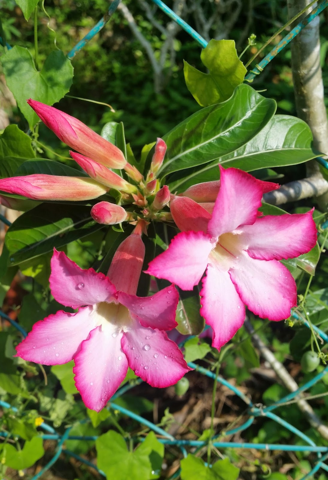 Warisan Petani: WW55 : Bunga Kemboja Cina