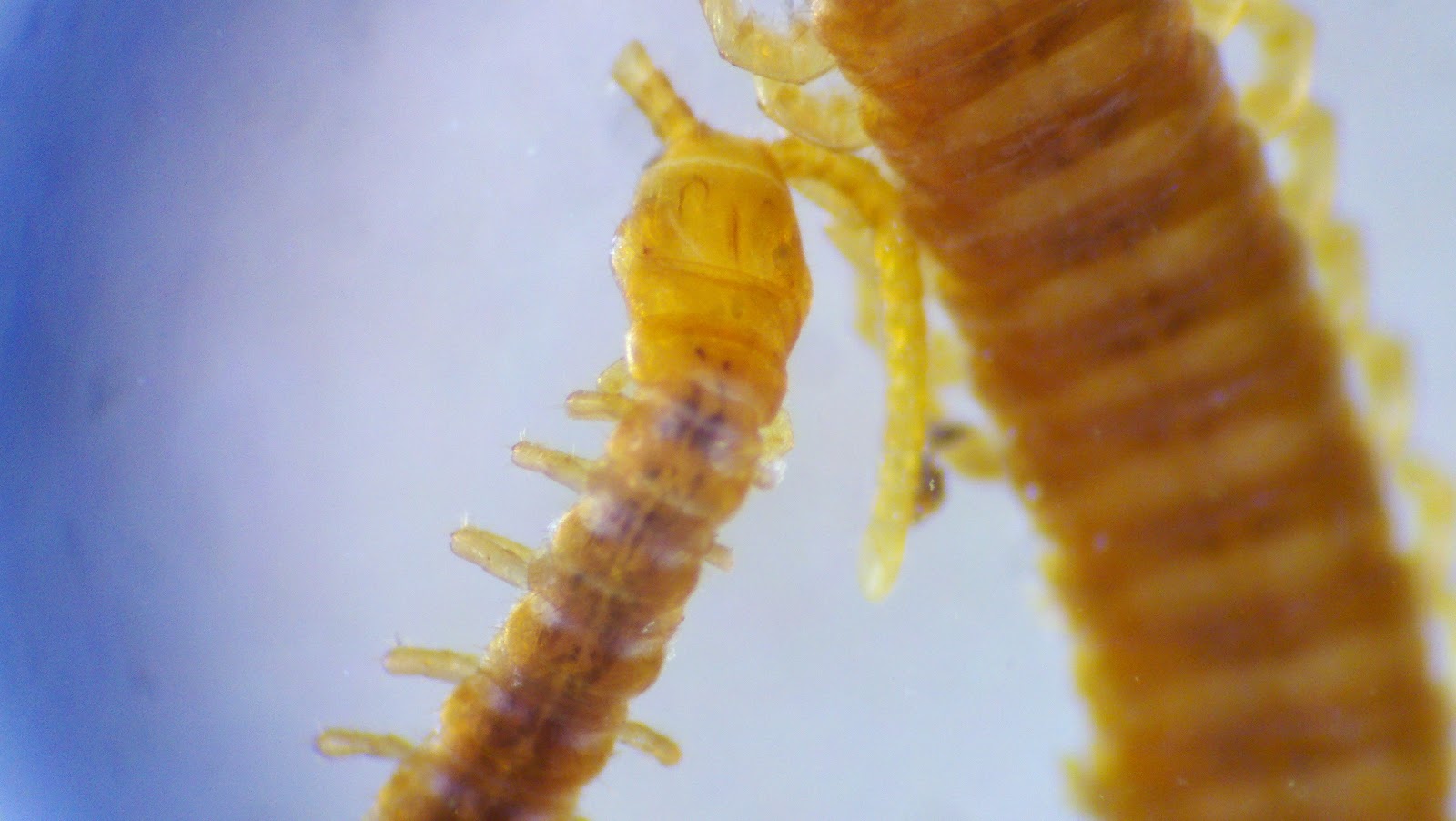 Normal Biology: This centipede is so happy!