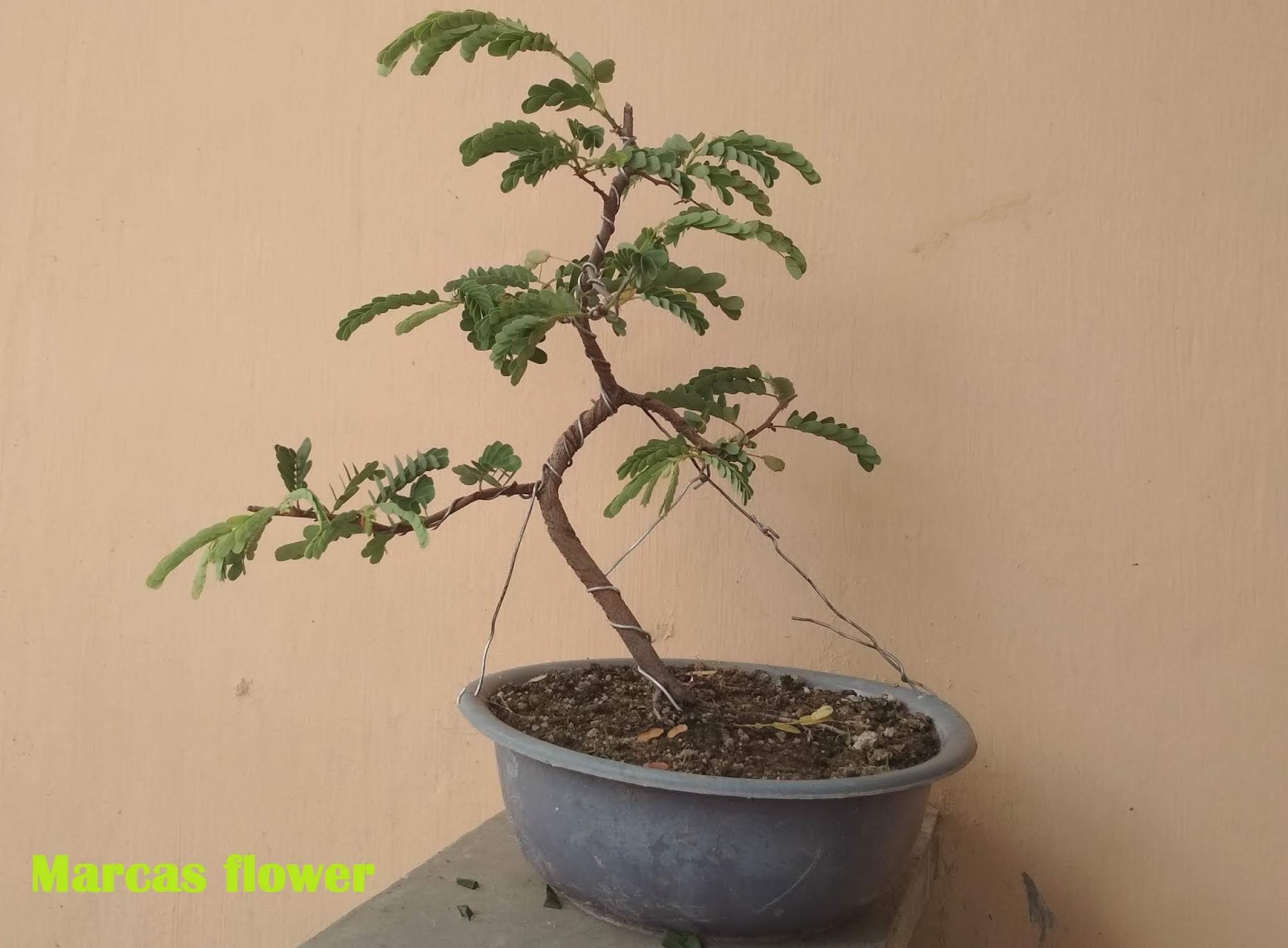 Keindahan Membuat Bonsai Asam Jawa Dari Semai Biji