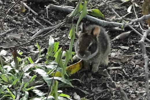 Sarzedo Ecologia: Filhote de tapiti (Silvilagus brasiliensis)