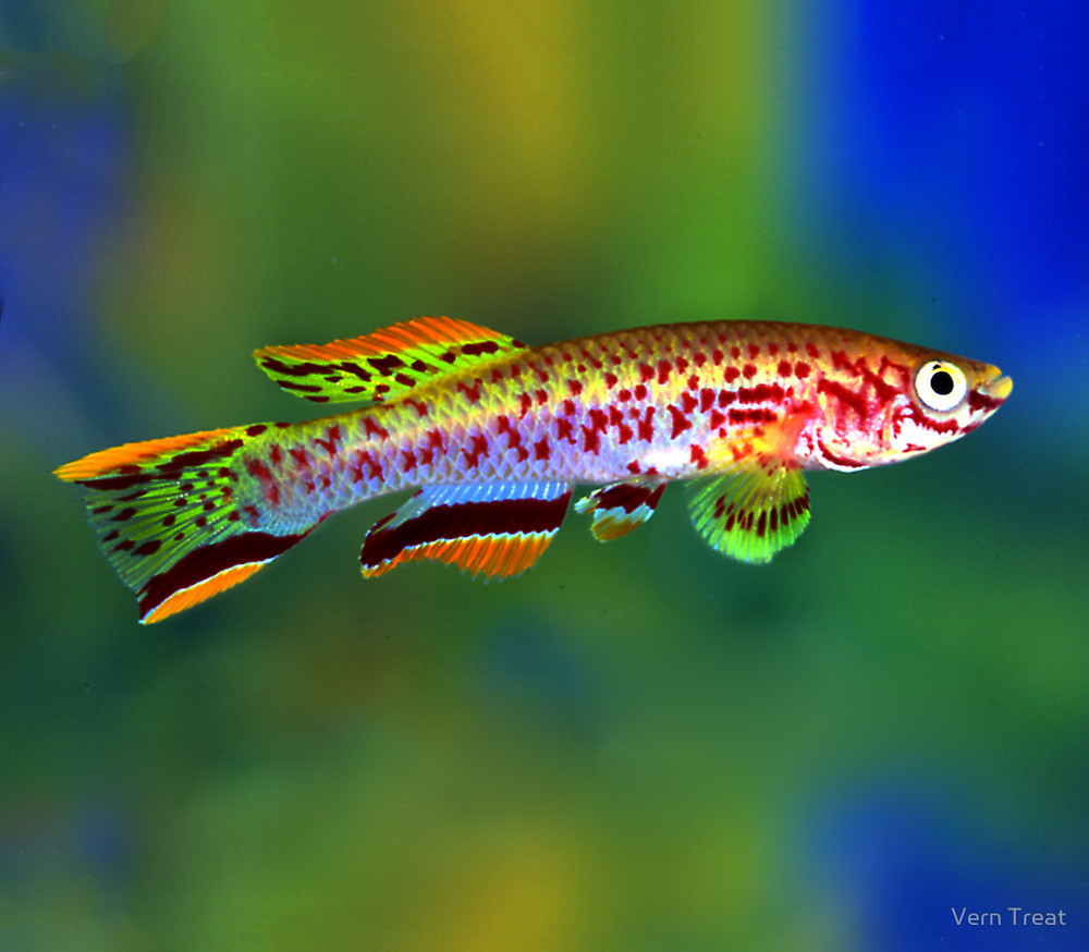 ¿De vuelta con los Killis? | Pasión por los acuarios