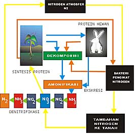dennislouis: siklus nitrogen dan karbon dioksida