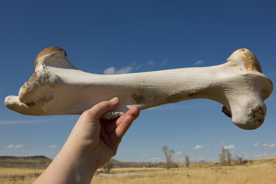 Streamin' Dreamin': Animal bones in Pryor