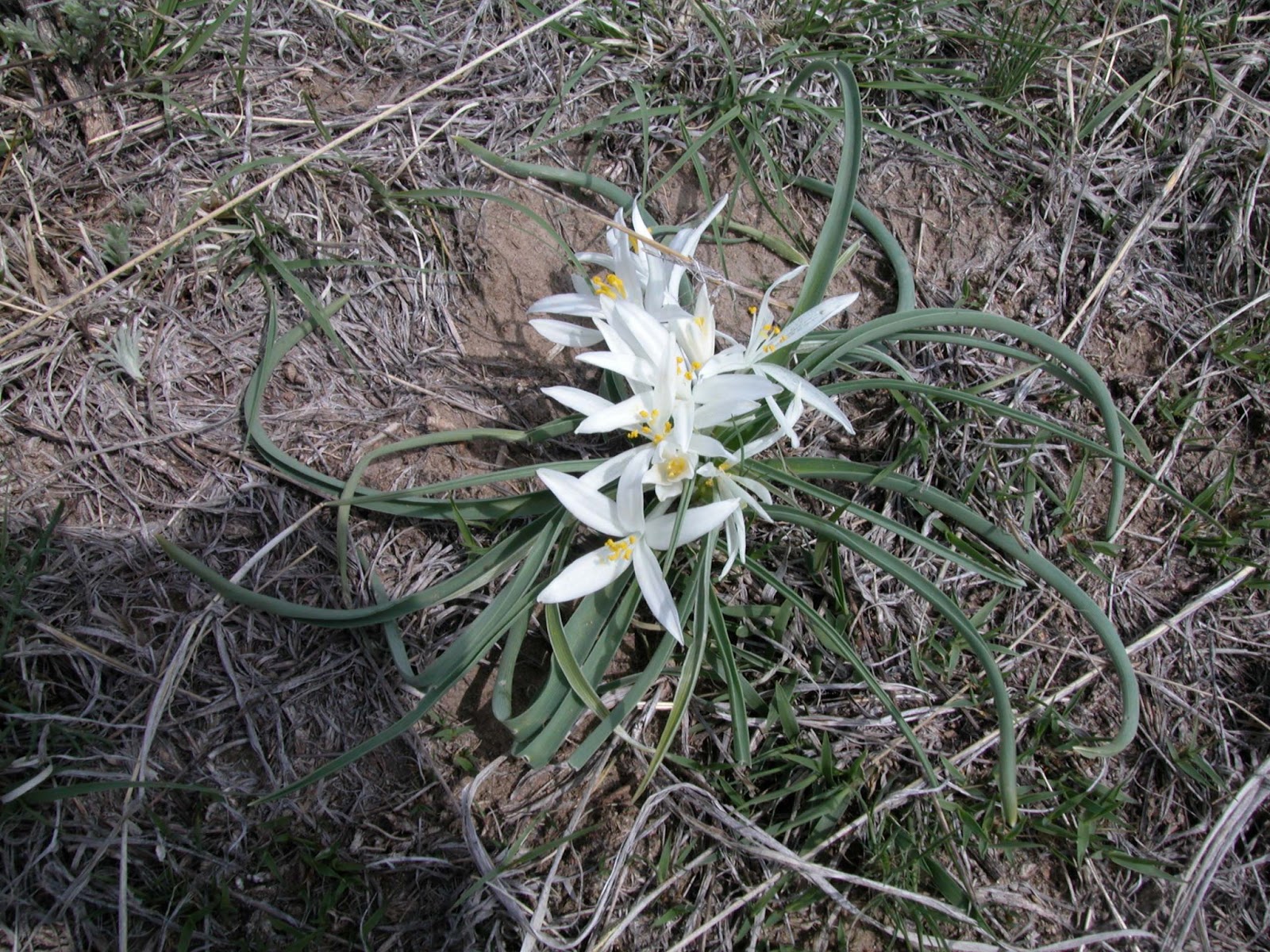Jefferson County Colorado Wildflowers: April 2013