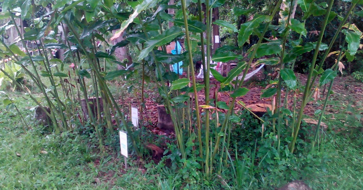 Izymade Borneo: PERBEZAAN ANTARA POKOK KANTAN DAN POKOK TUHAU