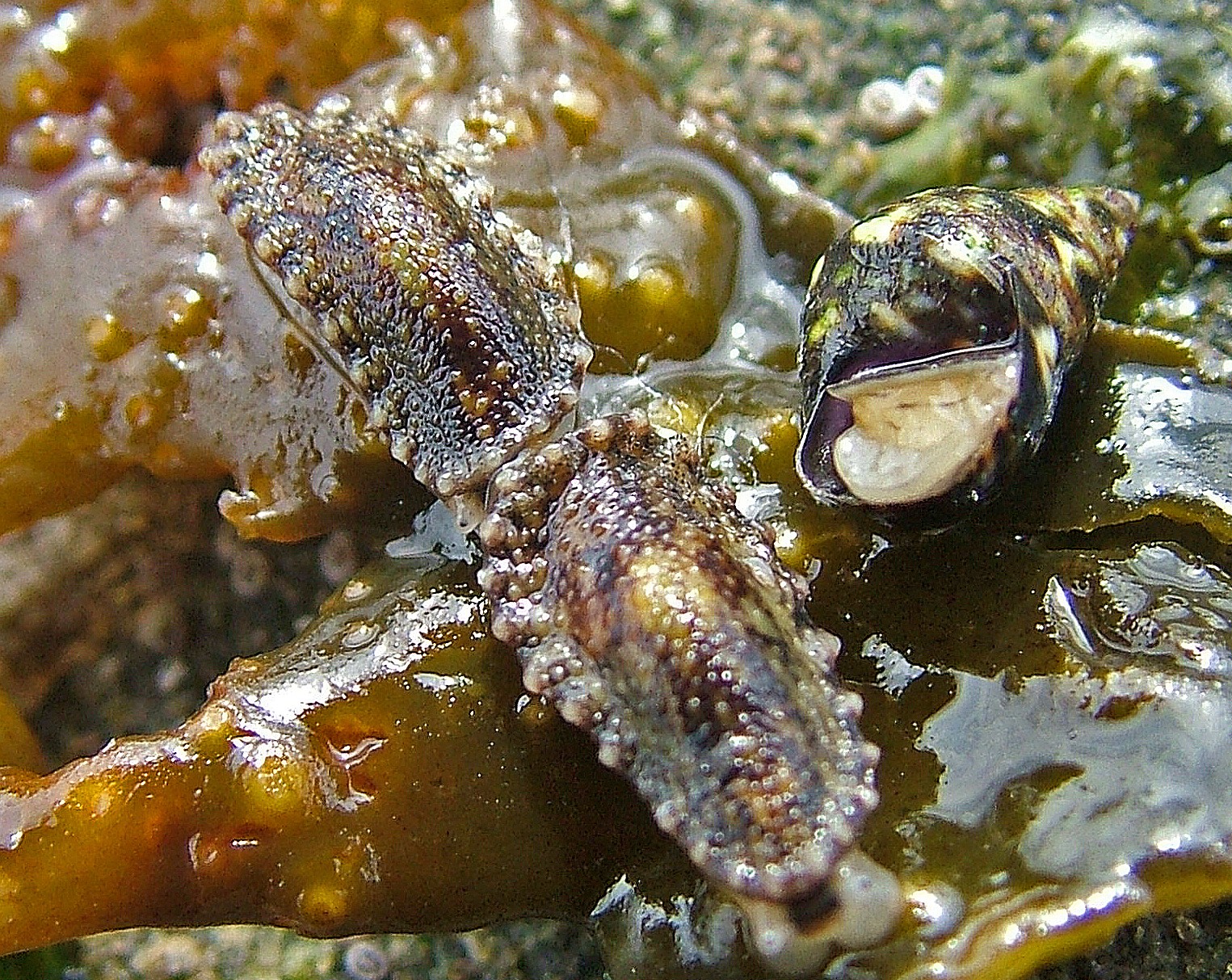 Buzz's Marine Life of Puget Sound: LEATHER LIMPET - RARELY SEEN LITTLE GEM