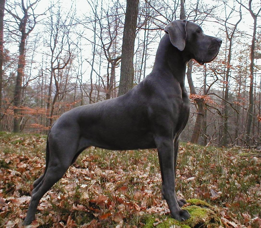 Gran danés o Dogo alemán