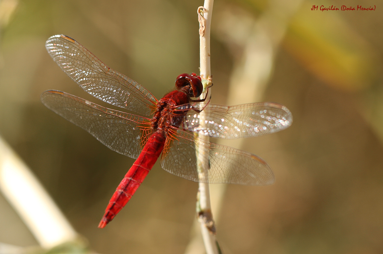Fotografía de Naturaleza - JM Gavilán: Crocothemis erythraea ♂