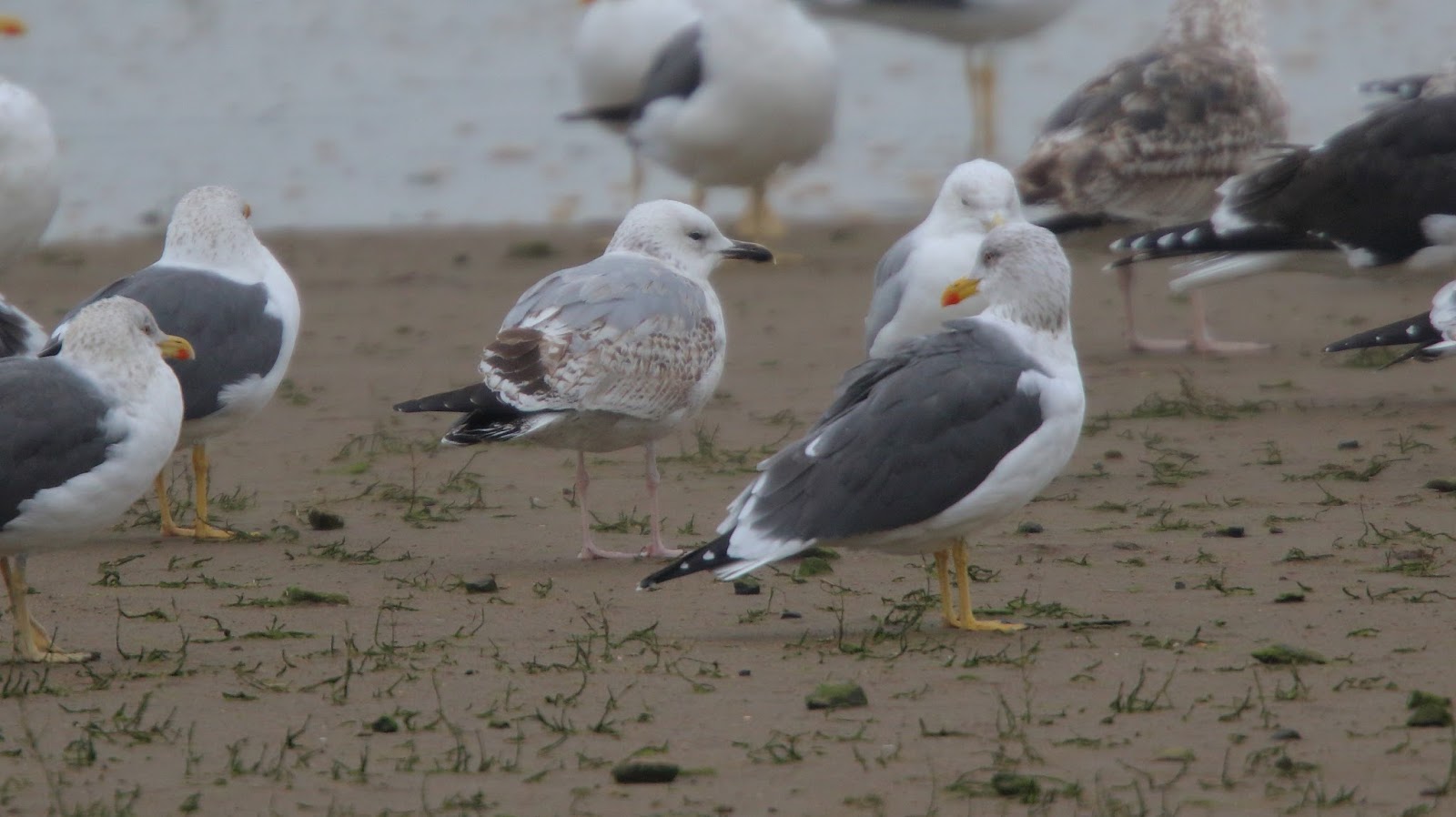 Mark's Wild Thyme Birding: A series of shots taken of a second winter ...