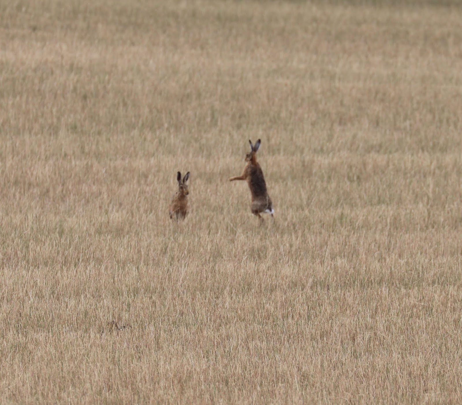 Cholsey Wildlife: Hare Coursing?