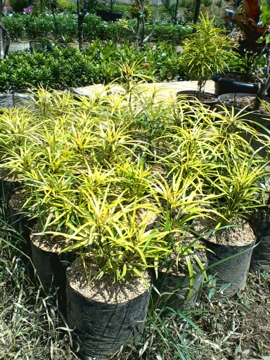 14+ Bunga Dan Tanaman Hias Rumput