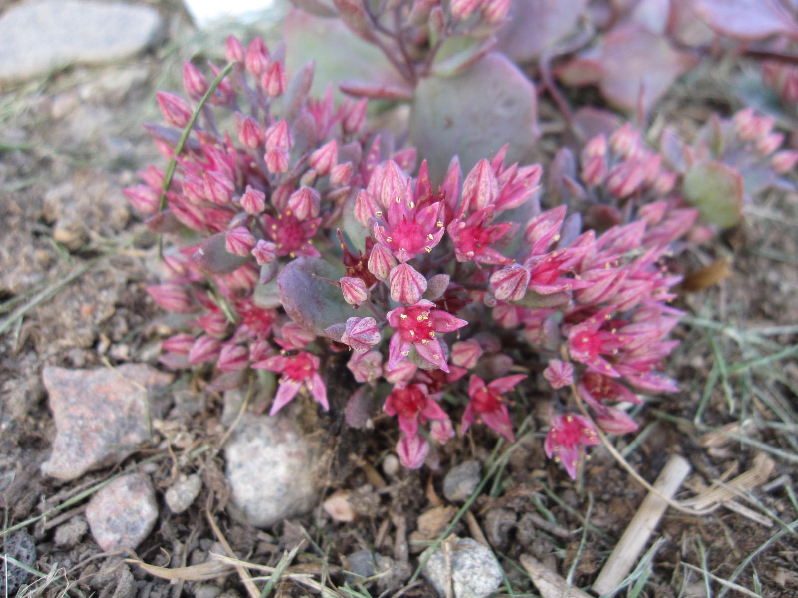 Päivänpesän elämää: Ostoslistalla maksaruoho