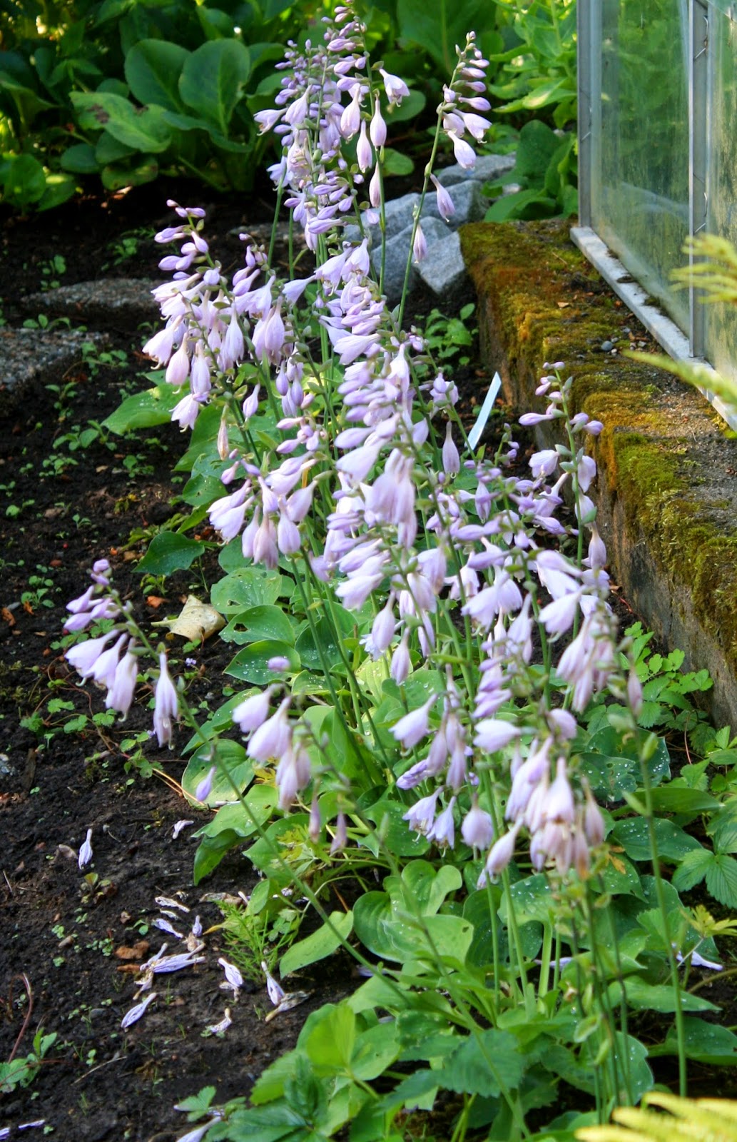 MIN NATUR: Hostan blommar