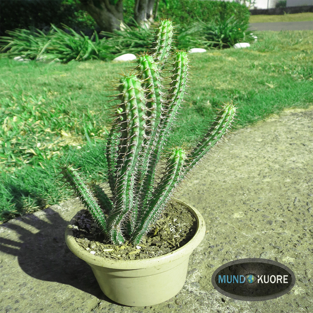 Mundo Kuore: Las Cactaceas