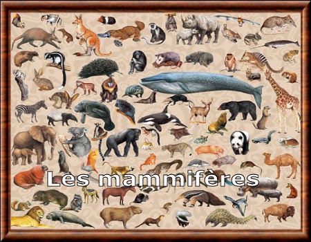 les mammifères