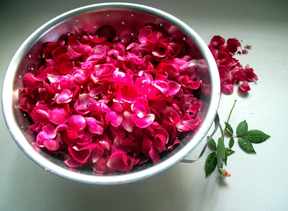 ZafuChi: Louis Philippe Roses