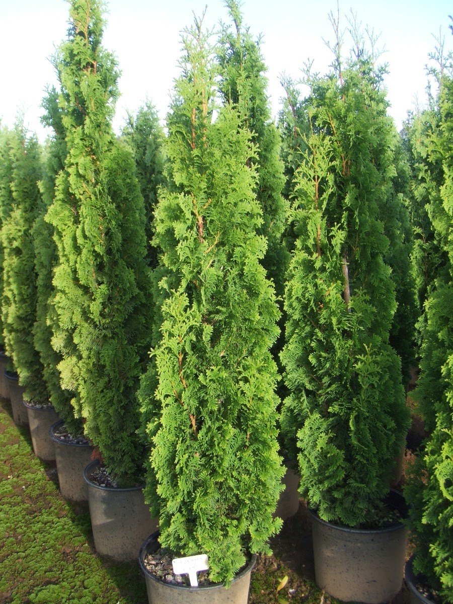 EduPomar: Fruto, Flores, Aromas & Cores: Tuia Compacta