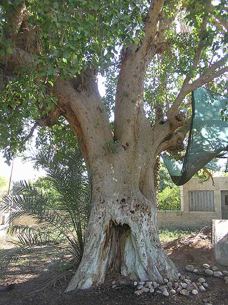 "El Corazón lleno de nombres": BAJOS LOS SICOMOROS... Cuento del Nilo III