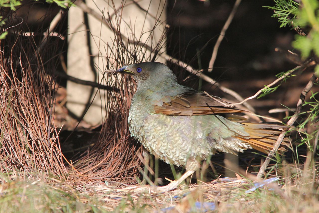 Pete's Flap Birding Aus: Satin bowerbirds in active bower, Wee Jasper