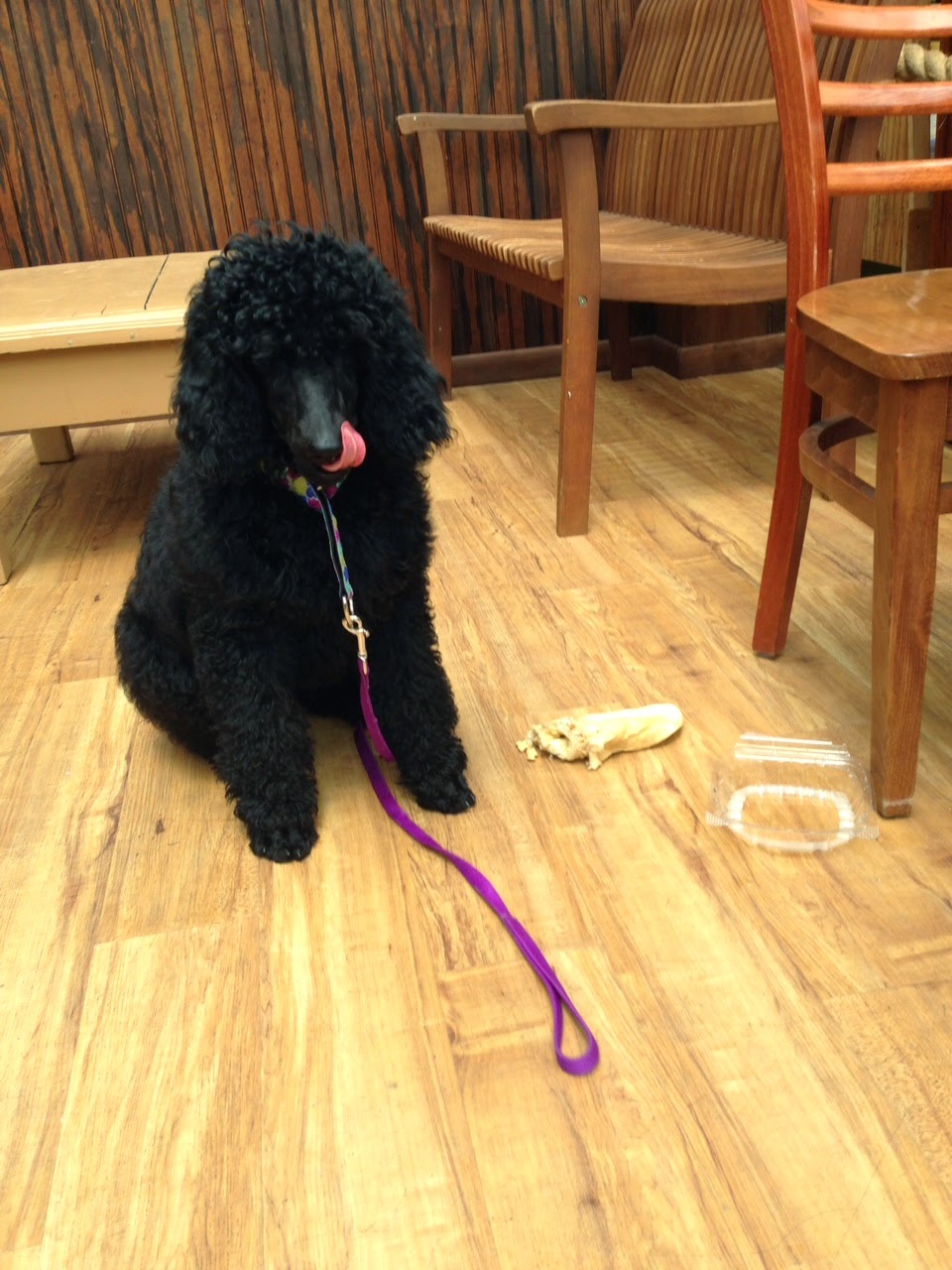 Jada's Journal: Recent Pictures of three of Lady and Mondo's Jan. 27 ...