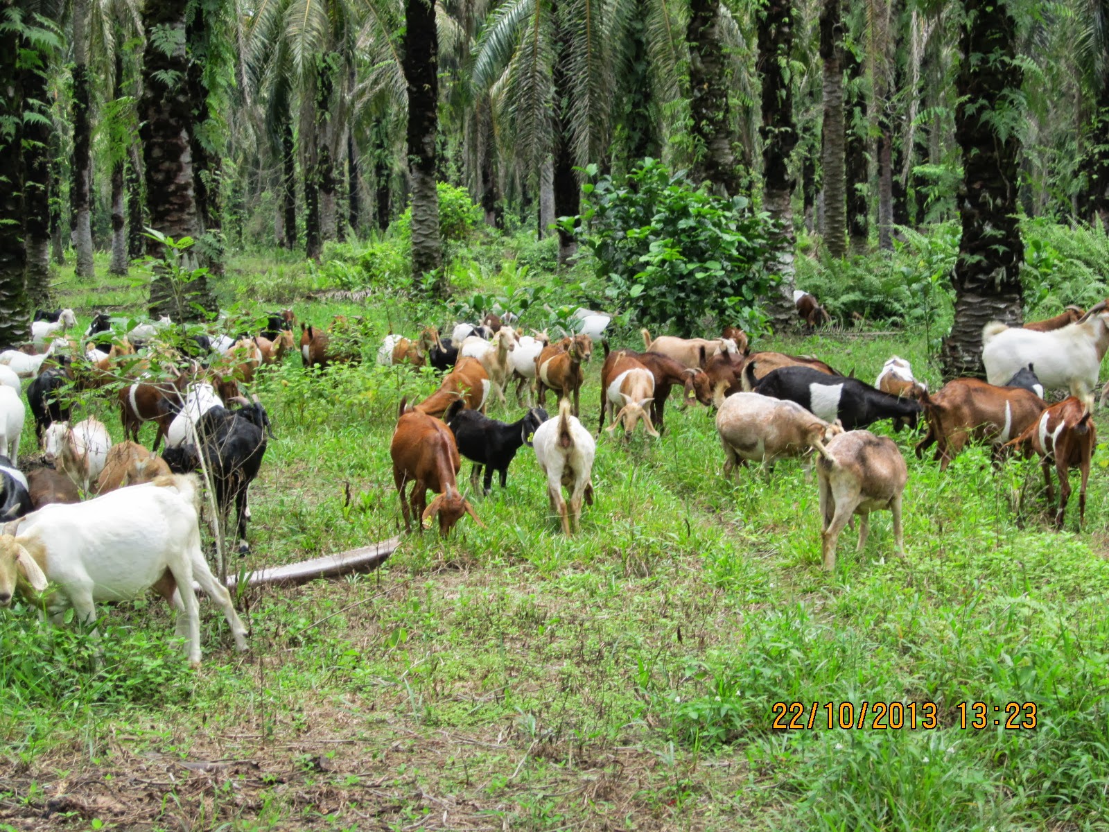 alwigoatfarm: GAMBAR KAMBING BALIK MERAGUT