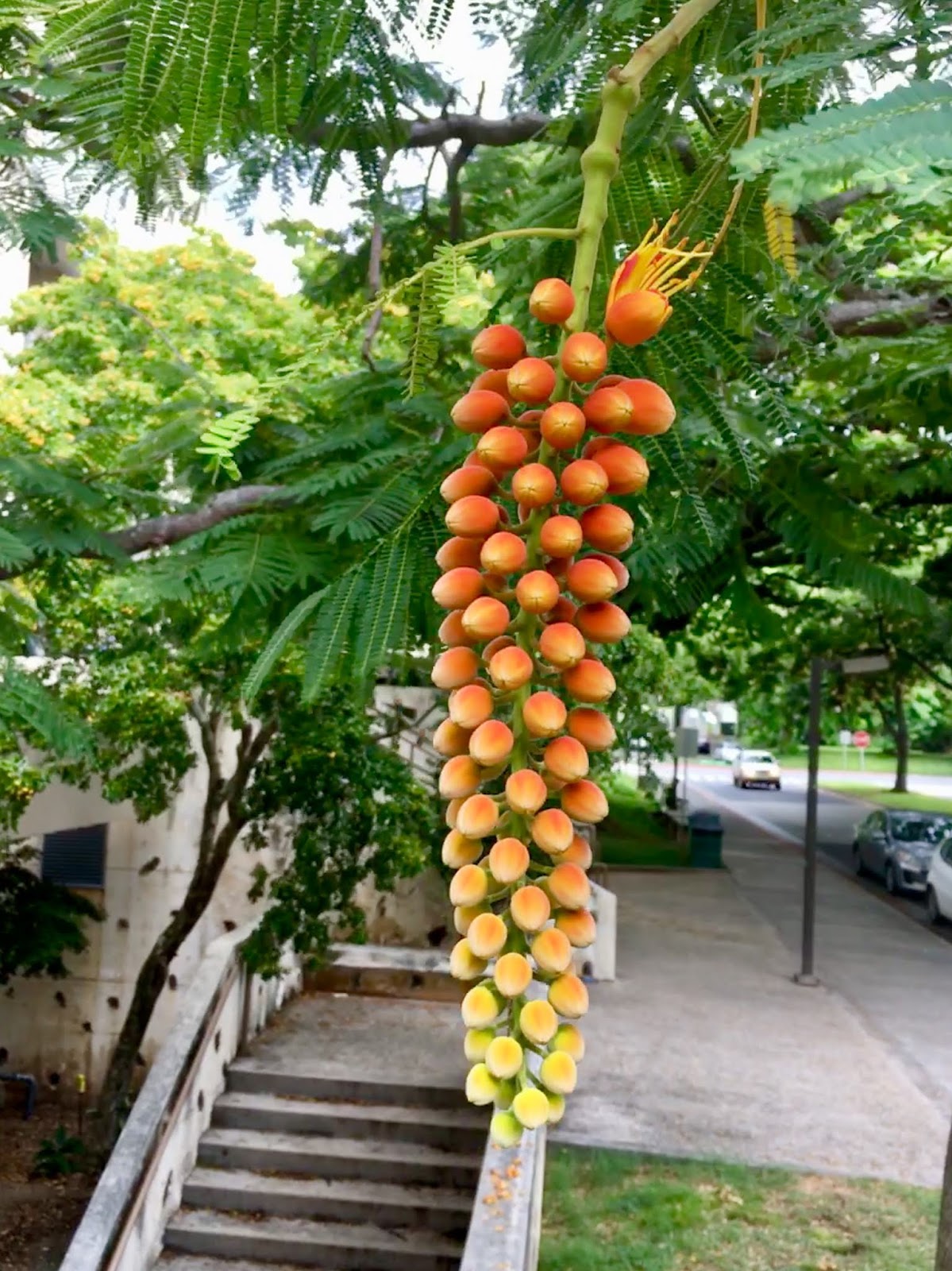 Colvillea racemosa (Colville's Glory)