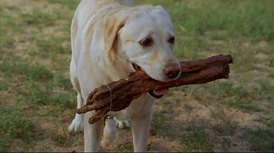 The Horror Club: Blu-ray Review: The New York Ripper (1982)