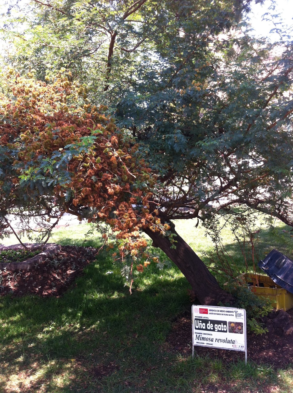guia Cusco Peru: JARDIN BOTANICO DE LA PLAZA SAN FRANCISCO - PLANTAS DE ...