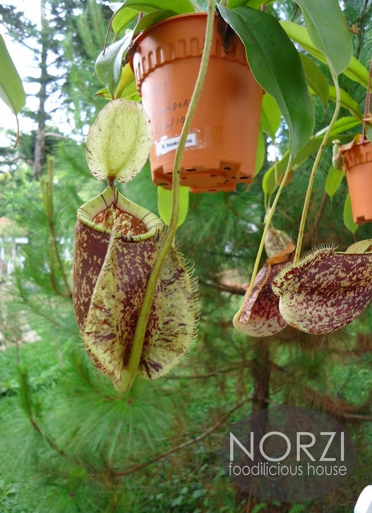 NORZI FOODILICIOUS HOUSE: PERIUK KERA DI TAMAN PERIUK KERA, CAMERON ...