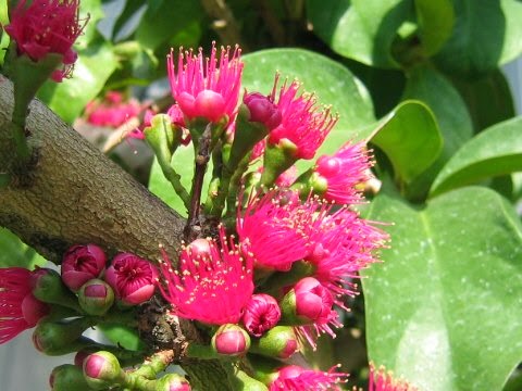 F L O R A: Jambu Bol