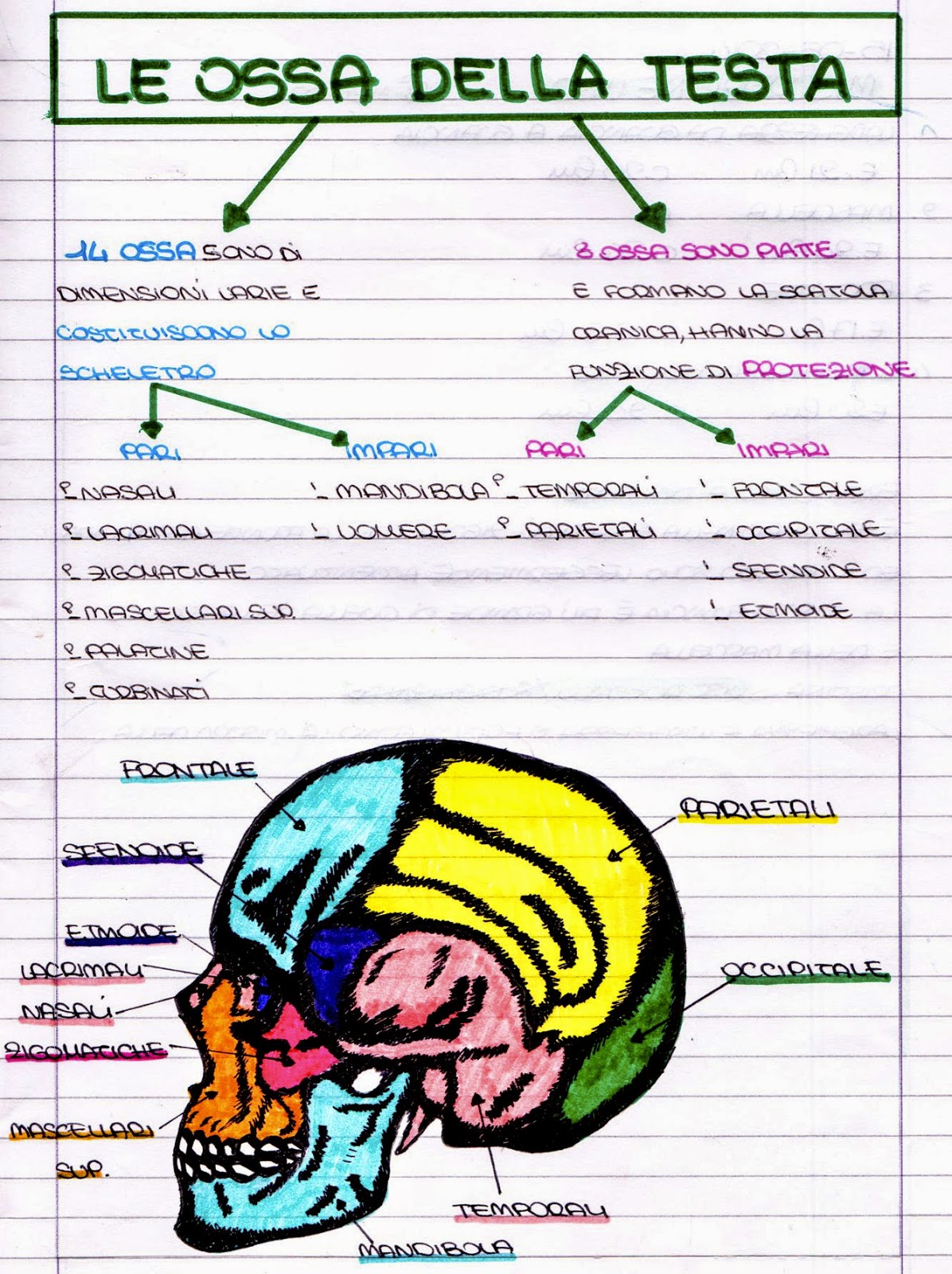Science For Passion: Lo scheletro della testa: lavori realizzati dalla ...