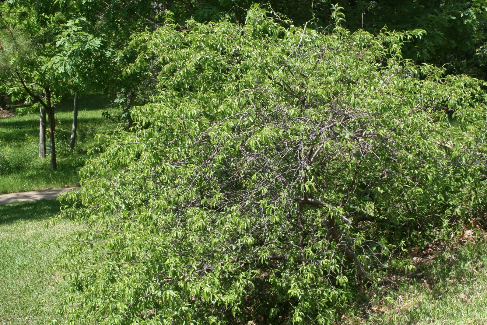 Centenary College Arboretum: Prunus angustifolia
