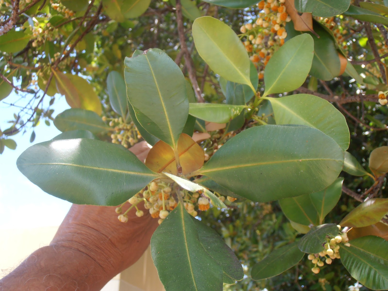 Flora de Puerto Rico Ilustrada: CLUSIACEAE Calophyllum antillanum Árbol ...