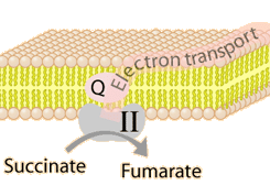 Punk Biology Student Blog: ELECTRON TRANSPORT SYSTEM (SISTEM TRANSPOR ...