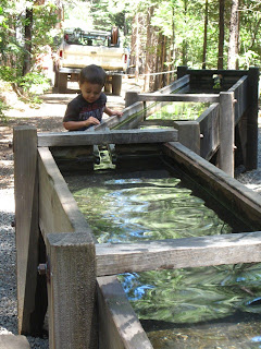 Riding the Rails at Yosemite Mountain Sugar Pine Railroad ...