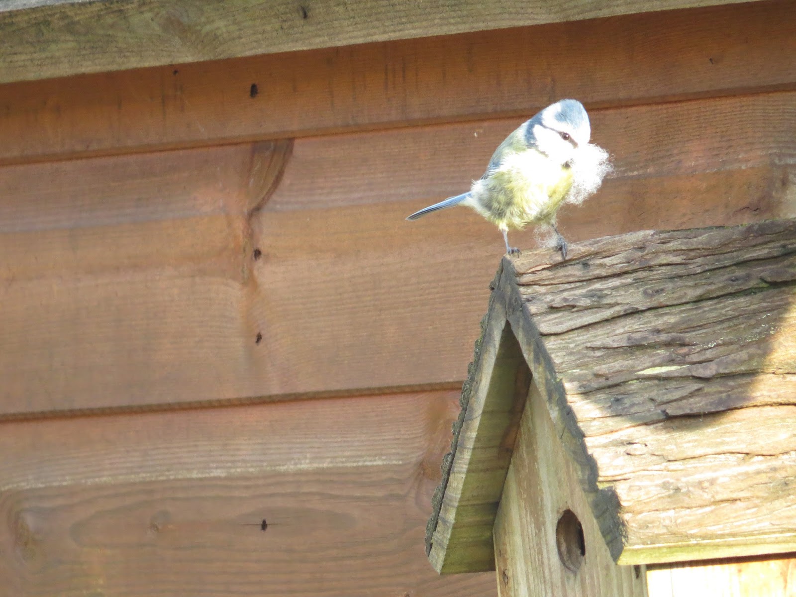 Heather's Nature Notes: NEST BUILDING