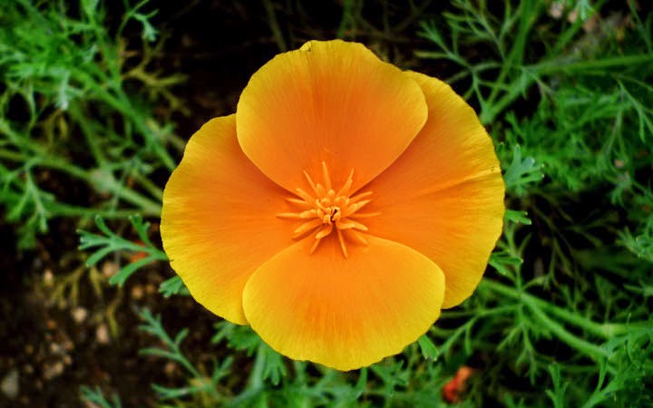 California Poppy - Golden Poppy | SL Flora