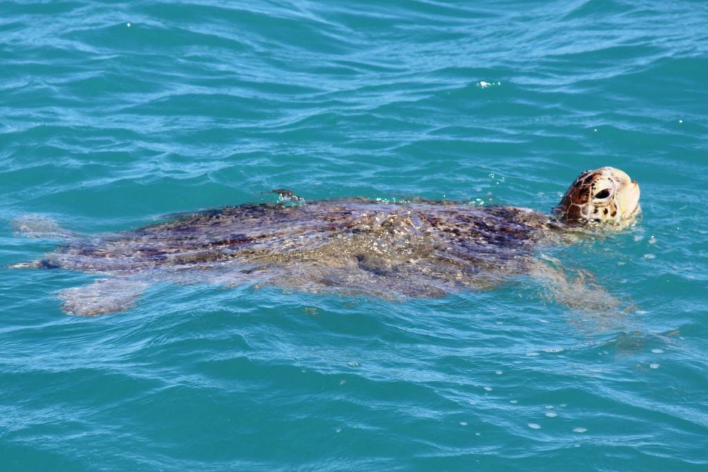 Dreamtime Sail: A few more days in Cid Harbour – Whitsunday Island