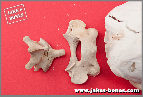 A first look at a very unusual skeleton : Jake's Bones