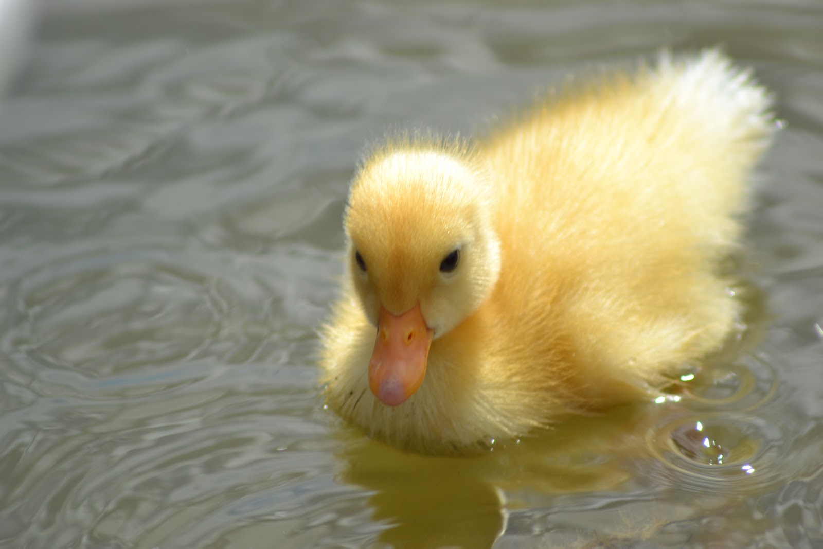 TheA+ Photography: Fluffy Duck