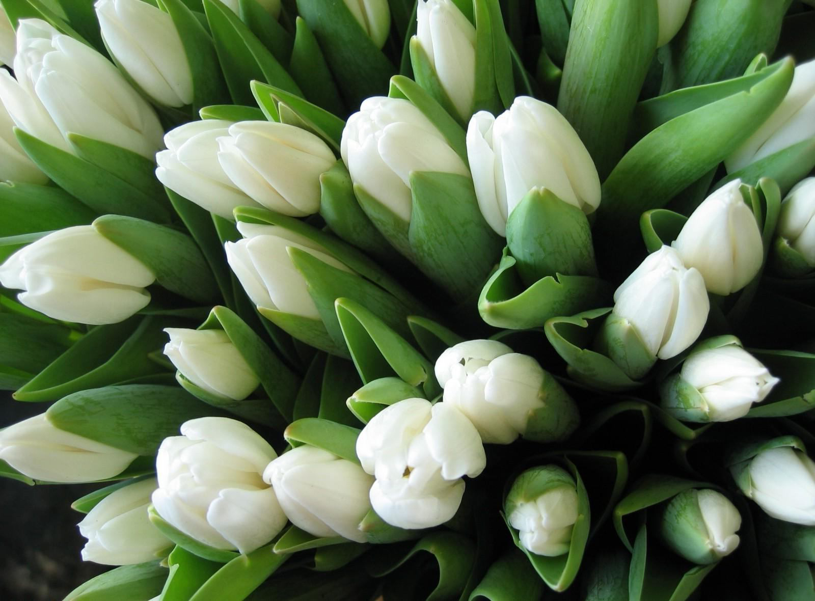 White tulips pictures bouquet|Pictures of flowers