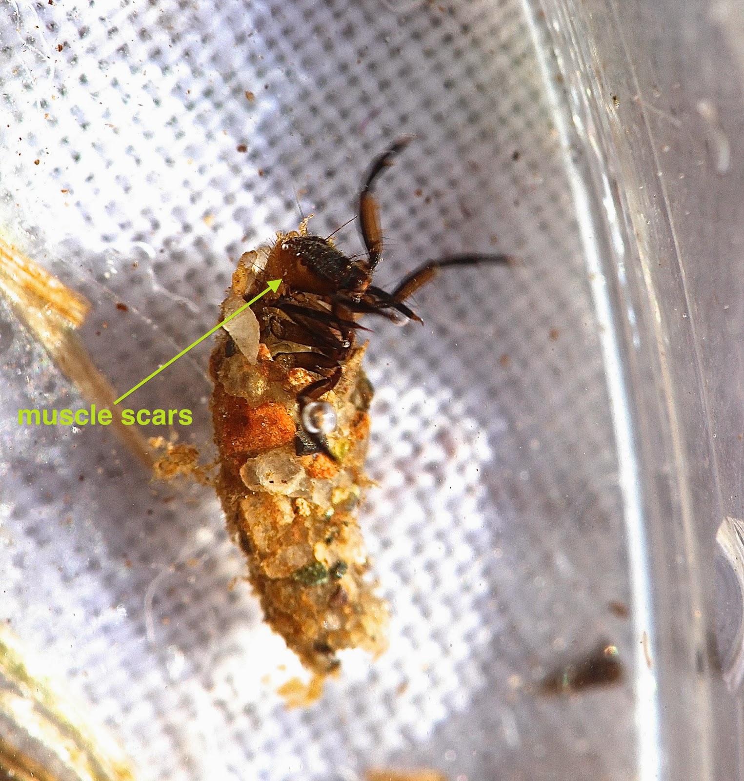Aquatic Insects of Central Virginia: The small winter stonefly ...