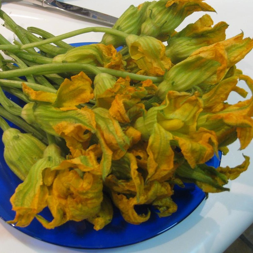 MALINALLI · herbolaria médica: CALABAZA, pumpkin - Cucurbita spp.