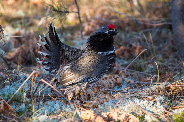 VanOrman Roadtrips: Grouse Hunting in Michigan's Upper Peninsula