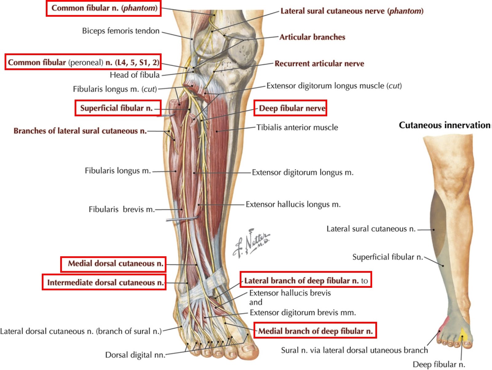 Lesão Traumática do Nervo Fibular: Relato de Caso