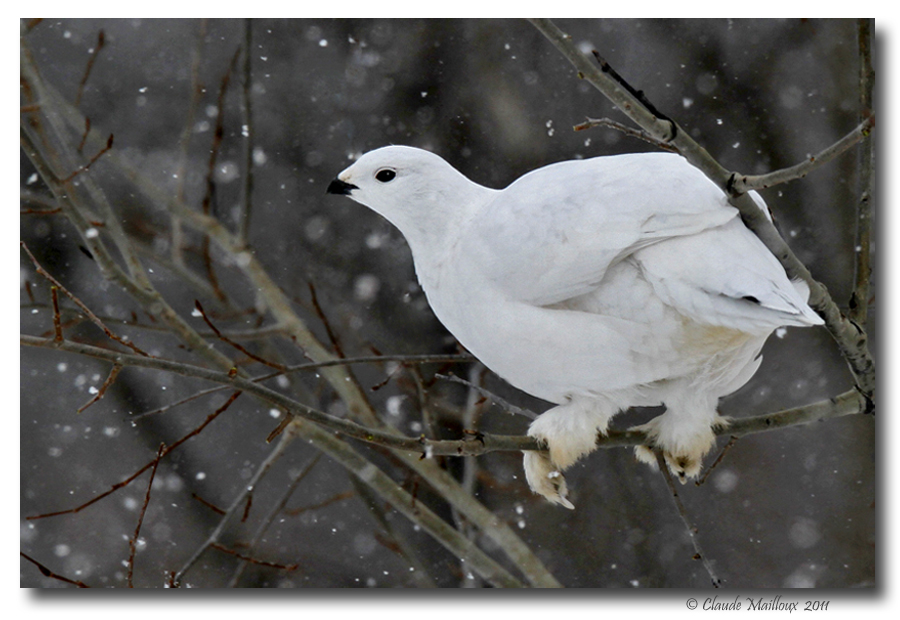 Des oiseaux sur ma route: Ma quête de la Perdrix blanche
