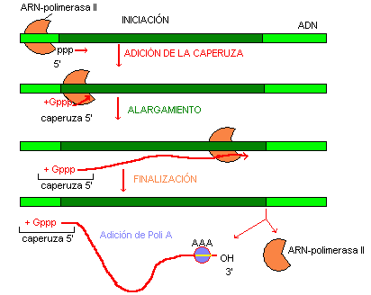 Transcripción: Síntesis de ARN. Traducción: Síntesis de Proteínas.