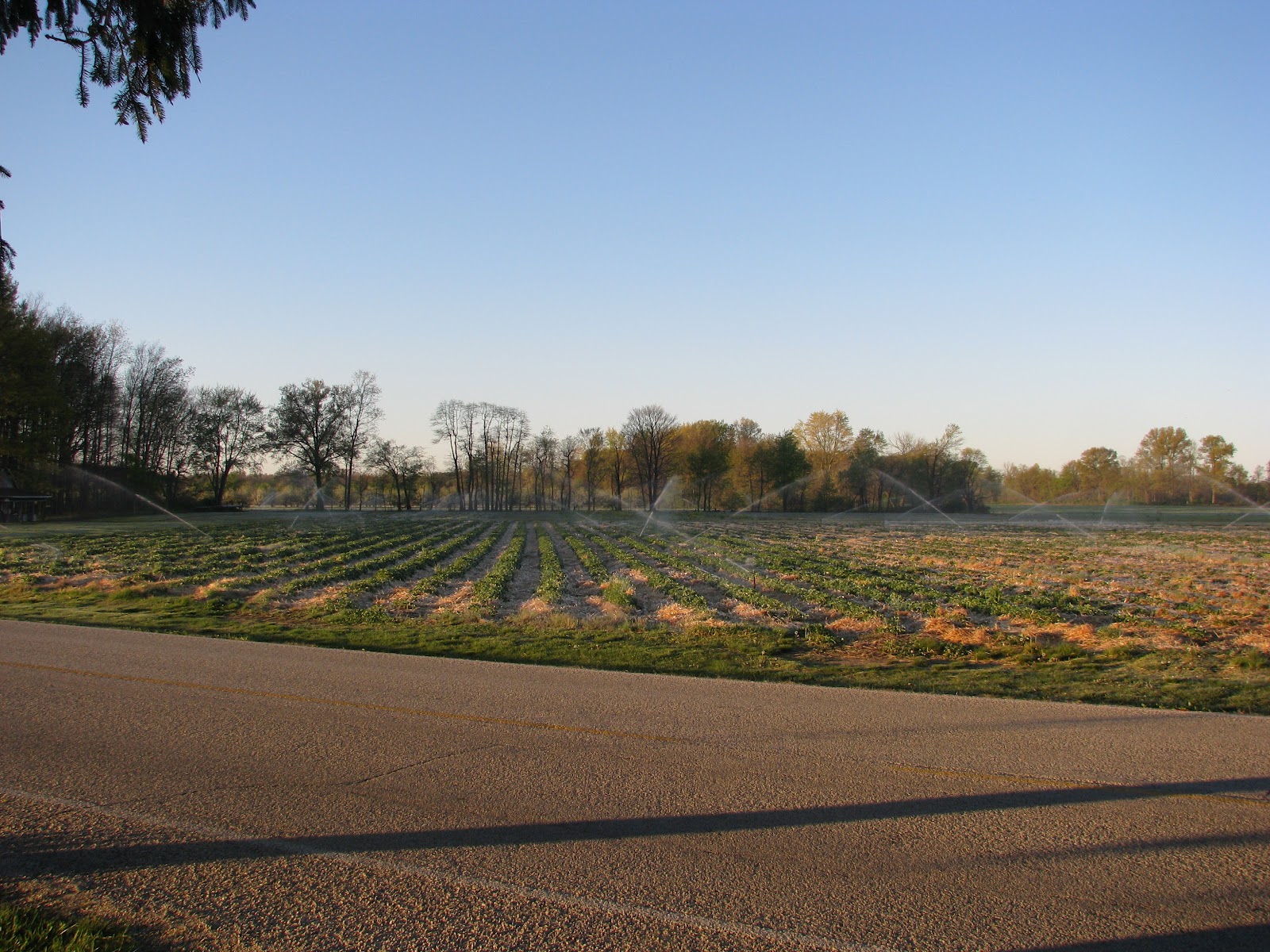 A&M Farm: Strawberries - Frost Control