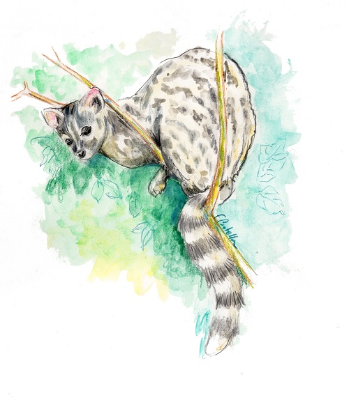 Biodiversidad Costa Granadina y ... (Fauna): Jineta o Gineta (Genetta ...